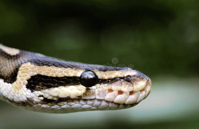 PYTHON ROYAL python regius stock image. Image of reptile - 170113529