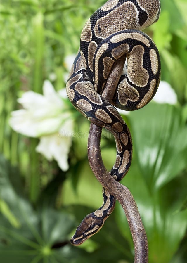 Python Royal Rampant Sur Le Branchement Photo stock - Image du photographie, nature: 29378402