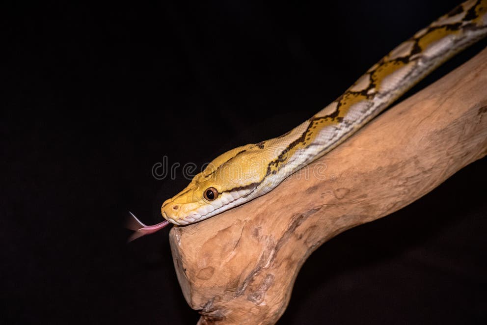 Python Réticulé D'orange Chaud Photo stock - Image du horizontal, créature: 122336418