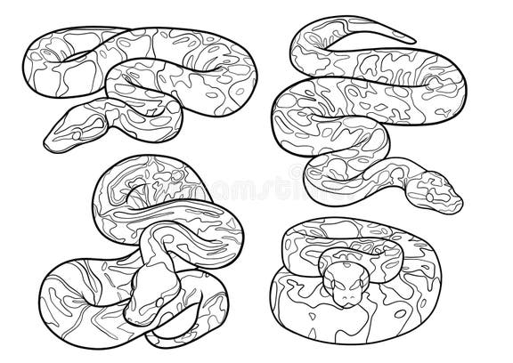 Python, Set of Snakes Outline Illustration, Realistic Style Drawings ...