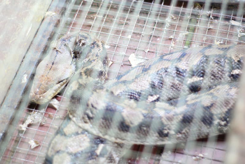A Python is Shedding Its Skin in a Cage at the Zoo in Lombok, Indonesia ...