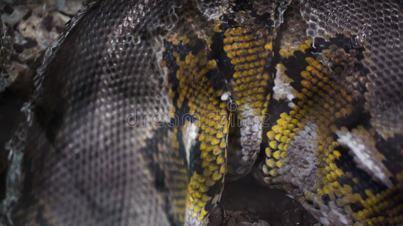 A Python Sheds Its Skin by Crawling Along the Branches of a Tree ...