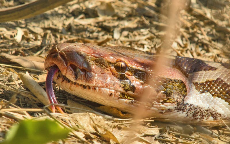 Python stock photo. Image of molurus, spots, pits, mouth - 69604468