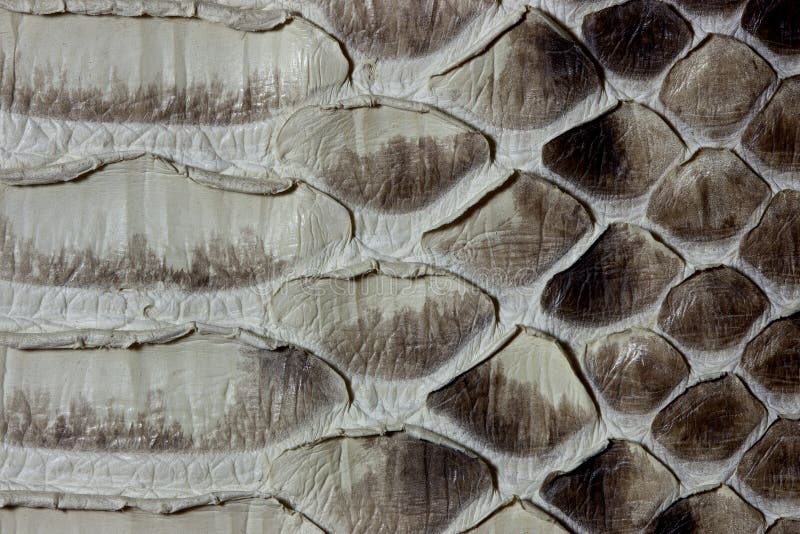 Python skin stock photo. Image of material, leather, viper - 19264868