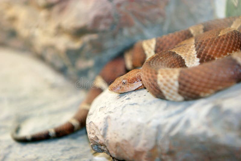 Snakes attack the prey stock photo. Image of npoisonous - 109656878