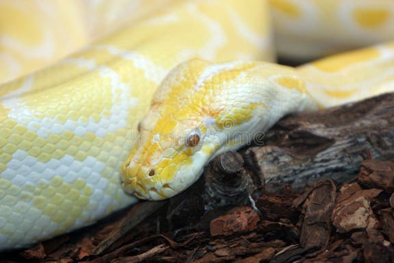 Python snake stock photo. Image of move, yellow, animal - 2238582