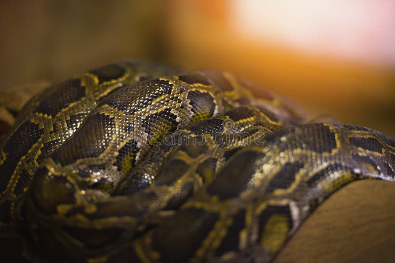Giant Reticulated Python (Broghammerus Reticulatus Stock Photo - Image ...