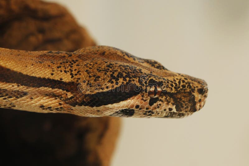 357 Boa Constrictor Snake Head Close Up Stock Photos - Free & Royalty ...