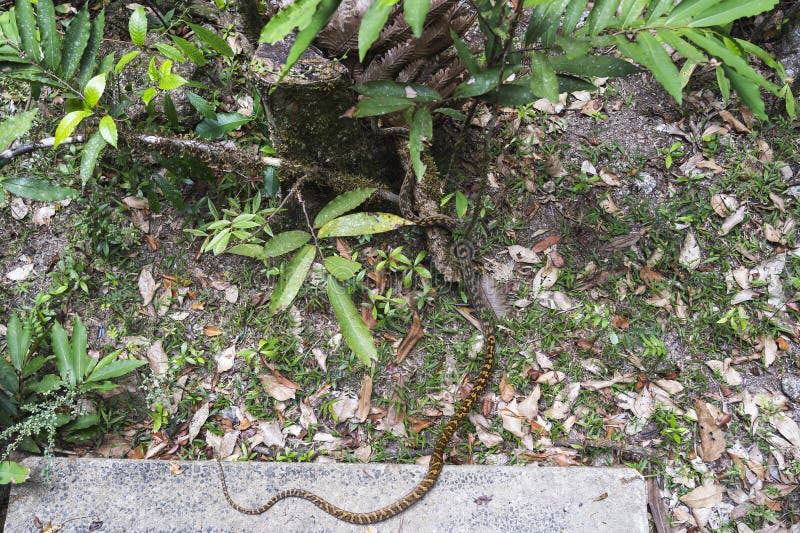 Python Snake in Cairns Australia Jungle Stock Image - Image of outdoors ...
