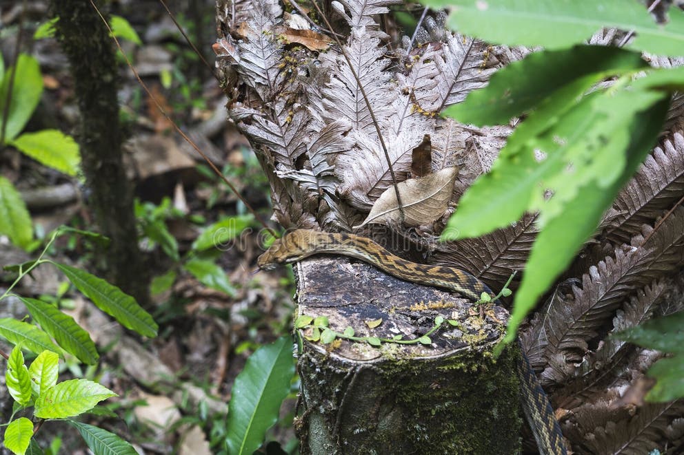Python Snake in Cairns Australia Jungle Stock Photo - Image of lovers ...