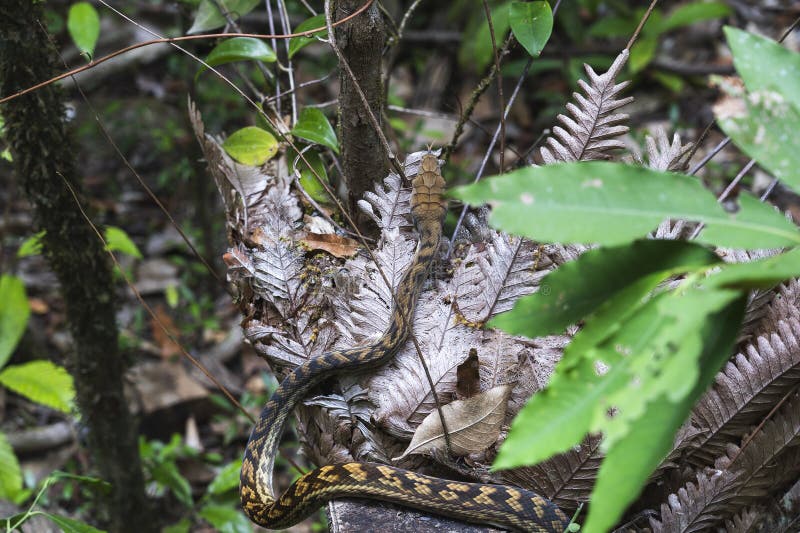 Python Snake in Cairns Australia Jungle Stock Photo - Image of ...