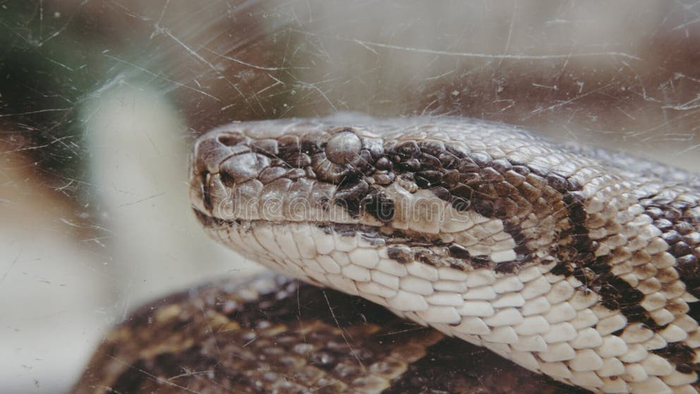 Python Snake Close-up. Pyton in the Zoo Stock Image - Image of animal ...