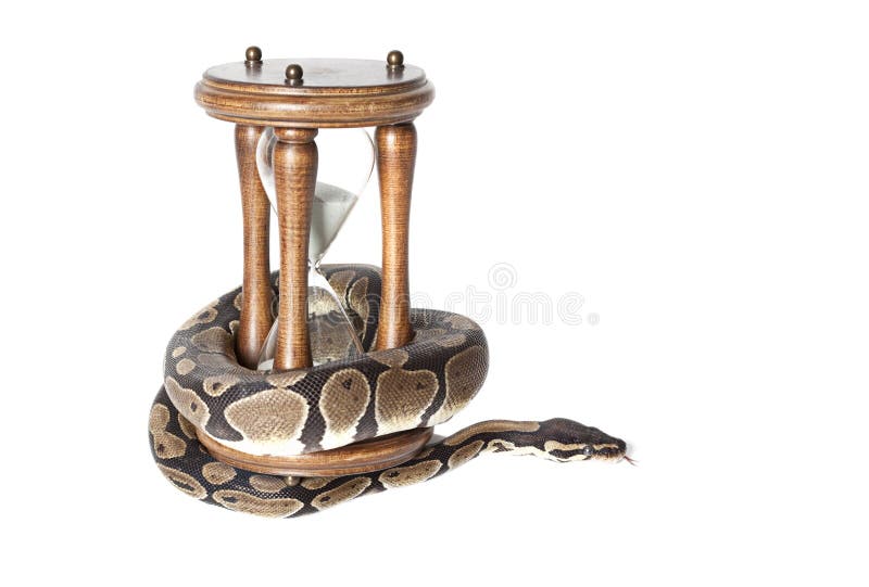 Snake with hourglass stock photo. Image of white, vertical - 28314952