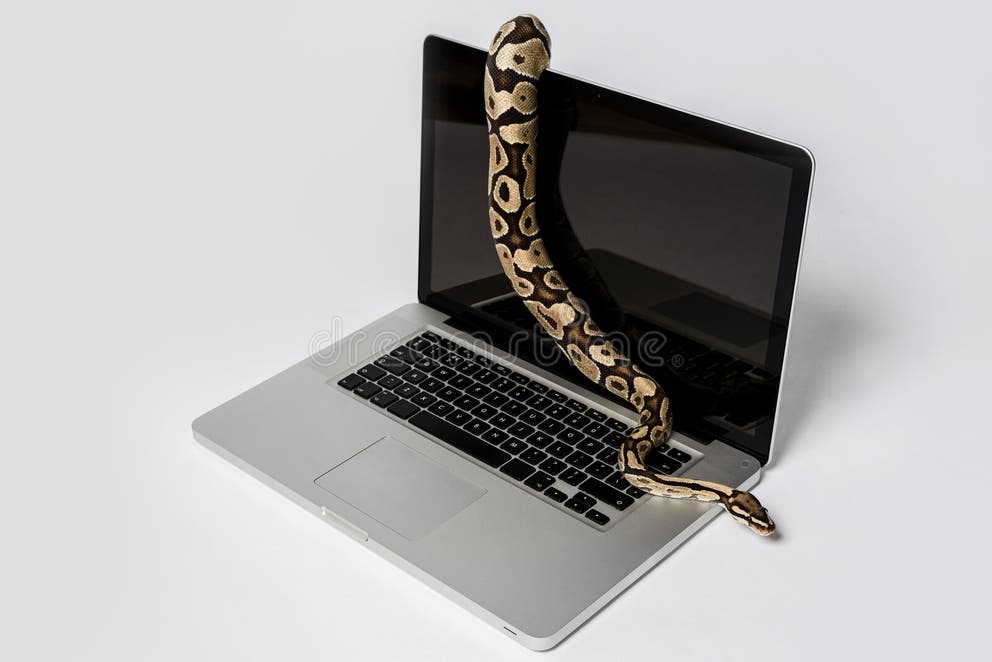 Python Snake and Laptop Computer. Concept of Using High-level Programming Language for Software ...