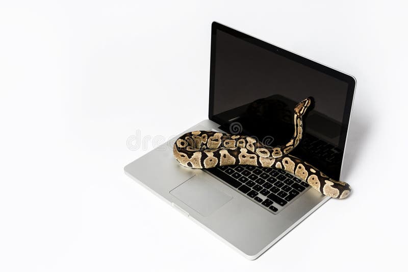 Python Snake and Laptop Computer. Concept of Using High-level ...