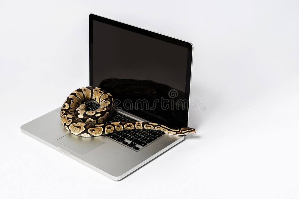 Python Snake and Laptop Computer. Concept of Using High-level Programming Language for Software ...