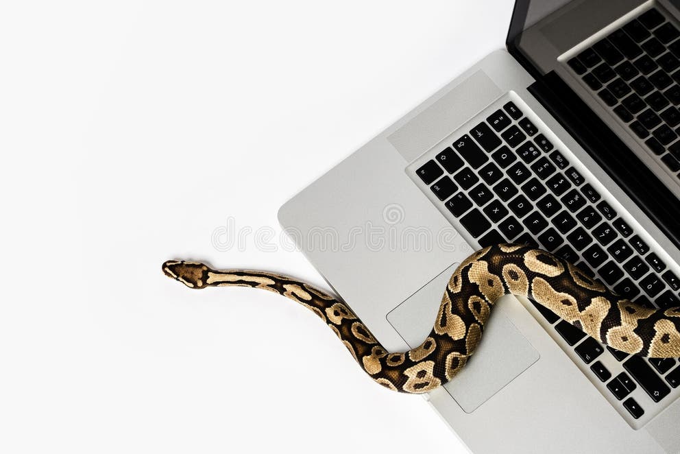 Python Snake and Laptop Computer. Concept of Using High-level ...