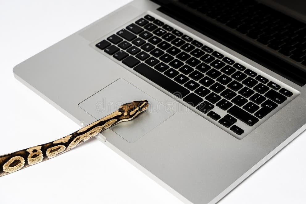 Python Snake and Laptop Computer. Concept of Using High-level Programming Language for Software ...