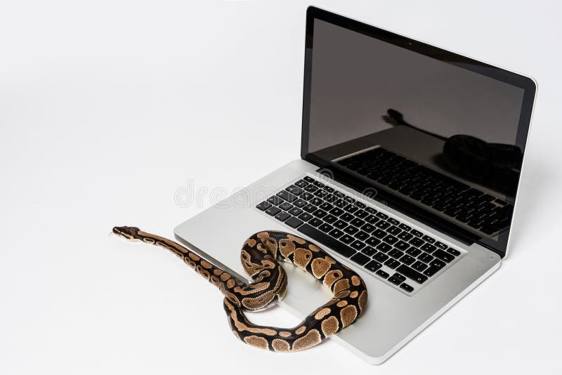 Python Snake and Laptop Computer. Concept of Using High-level Programming Language for Software ...