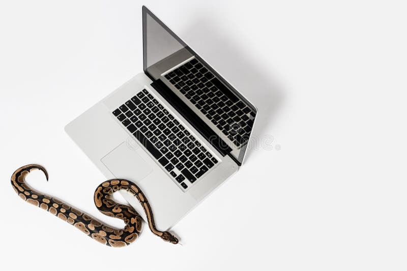 Python Snake and Laptop Computer. Concept of Using High-level ...