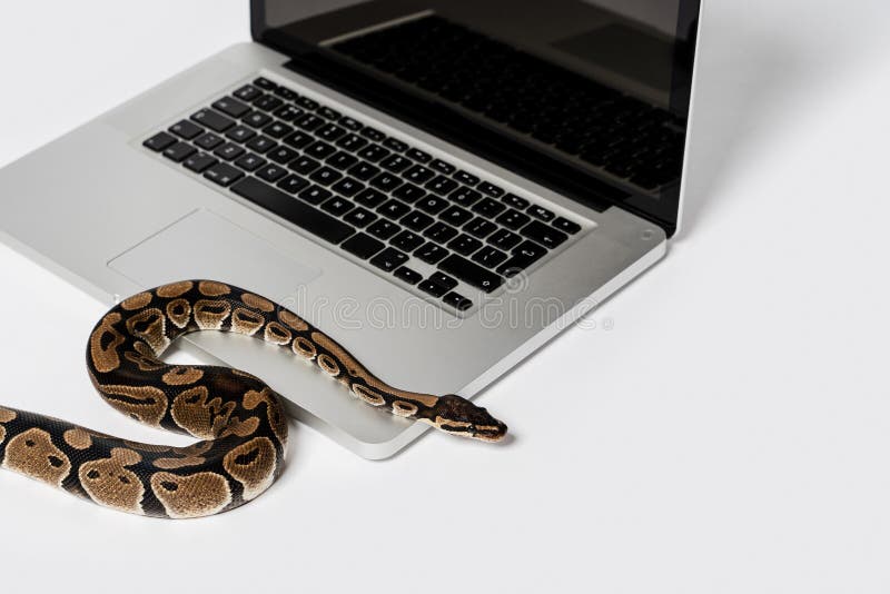 153 Python Coder Stock Photos - Free & Royalty-Free Stock Photos from ...