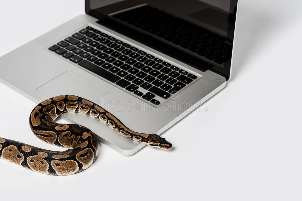 Python Snake and Laptop Computer. Concept of Using High-level ...