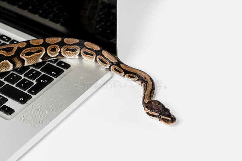 Python Snake and Laptop Computer. Concept of Using High-level Programming Language for Software ...