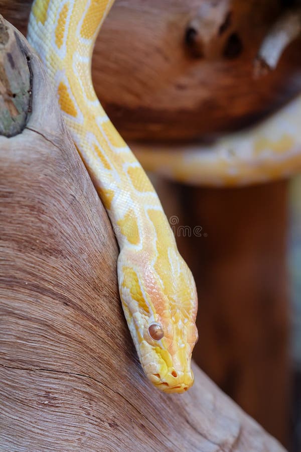 Python snake stock photo. Image of nature, animal, large - 95307438