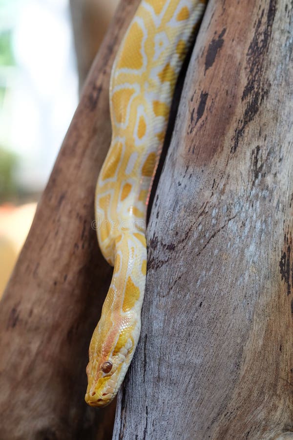 Python snake stock image. Image of nature, zoology, animal - 95307867