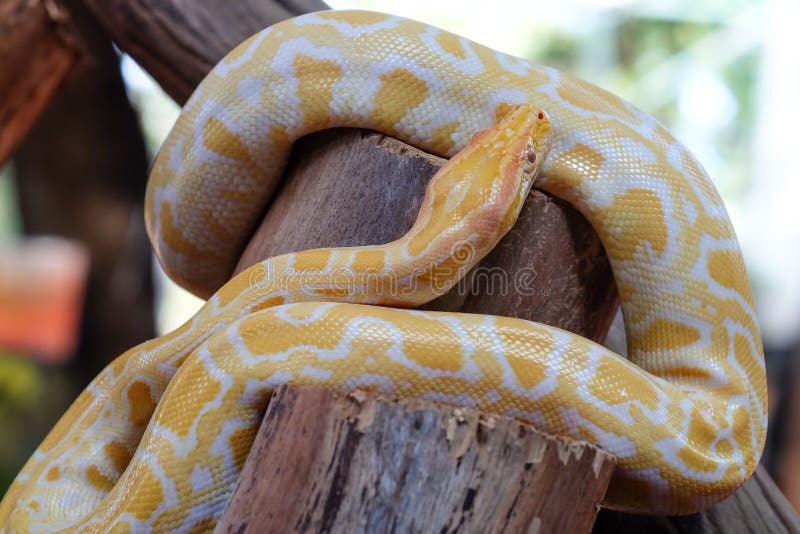 Python snake stock photo. Image of nature, wildlife, gold - 95307904