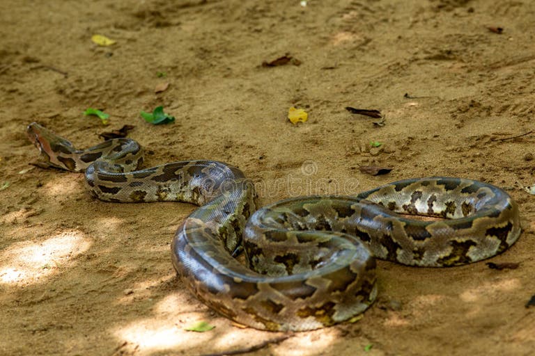 Python snake in Sri Lanka stock photo. Image of serpent - 354489626