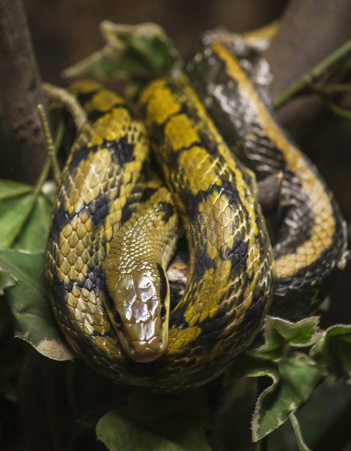 Python snake stock image. Image of branch, tree, dangerous - 42062889