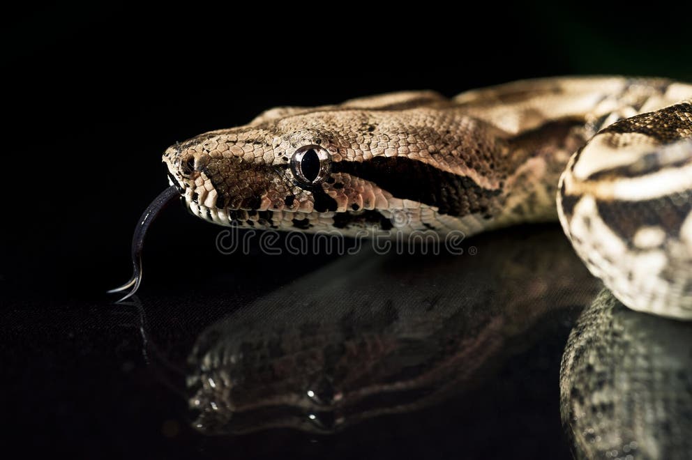 Python Snake Reptile Close-up Macro Portrait on Black Stock Photo ...