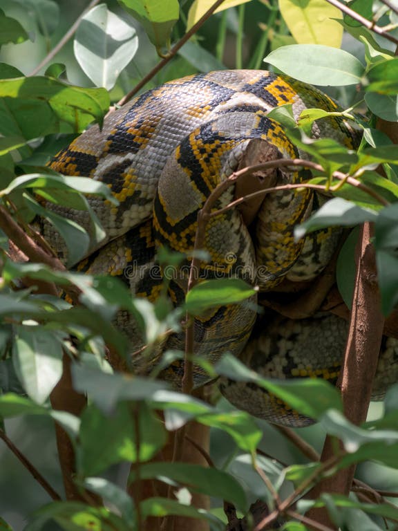Python Snake Rest and Coiled between Tree Branch and Leaves Stock Image ...