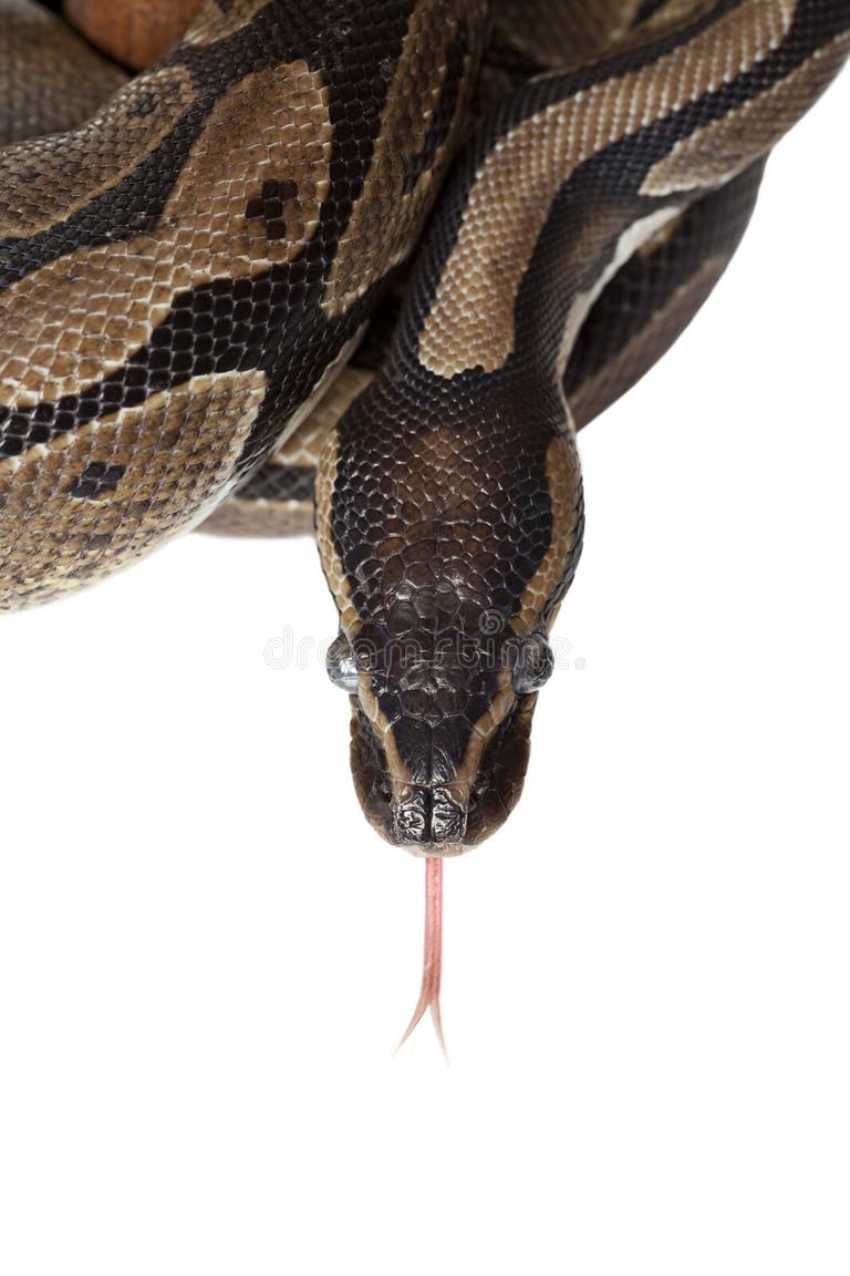 14,277 Snake Tongue Stock Photos - Free & Royalty-Free Stock Photos ...