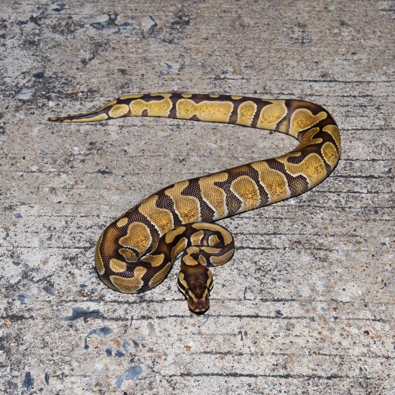 Python Snake Sideway Road Stock Photos - Free & Royalty-Free Stock ...