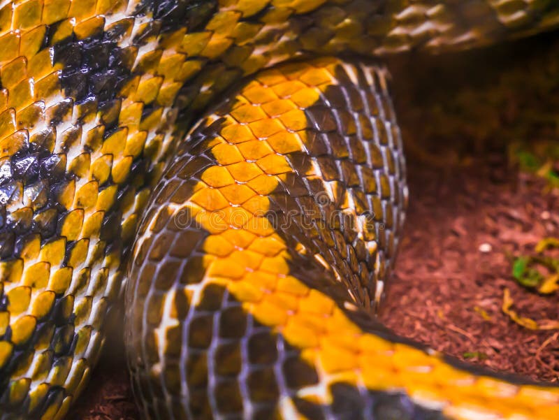 Snakes a Old Skin Molt of a Molting Snake Reptile Tropical Wildlife ...