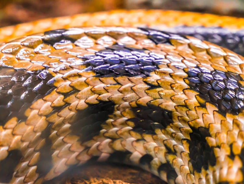Snakes a Old Skin Molt of a Molting Snake Reptile Tropical Wildlife ...