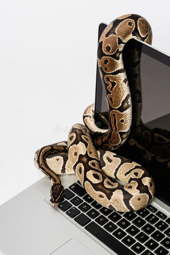 Python Snakes and Laptop Computer. Concept of Using High-level Programming Language for Software ...