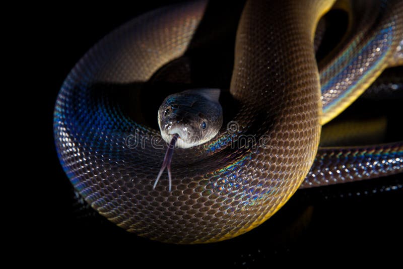 Python Unique De L'eau De Serpent D'arc-en-ciel- Fuscus De Liasis ...