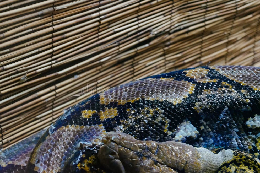 Python Up Close in Aquarium Stock Photo - Image of head, molt: 122301978