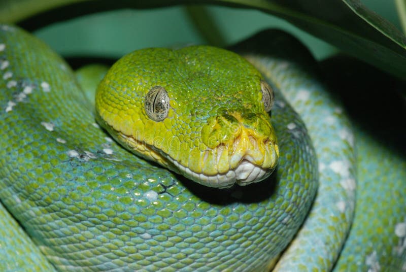 Python Vert Sur Les Branches Des Arbres Dans La Jungle Image stock ...