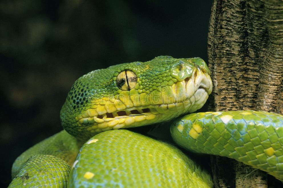 PYTHON VERT Morelia Viridis Stock Photo - Image of oceania, guinea ...