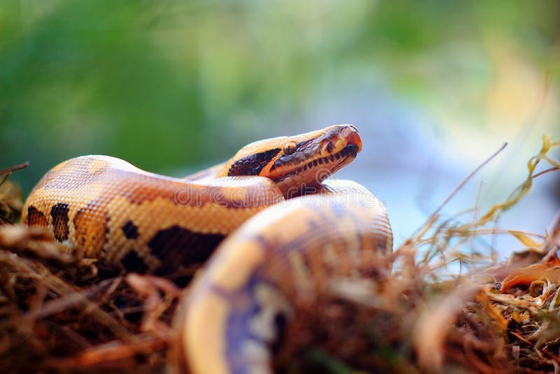 Pythonschlangen Und Schlangen Stockbild - Bild von nonvenomous, steigen ...