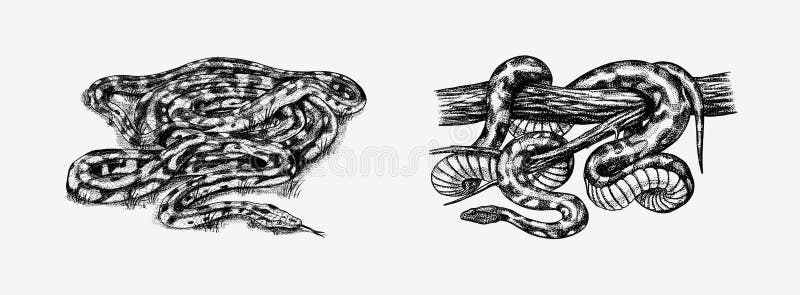 Hand Drawn Monochrome Snake Stock Illustrations – 606 Hand Drawn ...