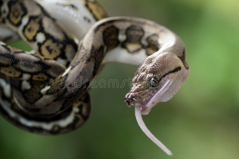 Pythonidae Snake Eating Mouse on Branch Stock Photo - Image of green, closeup: 306524166