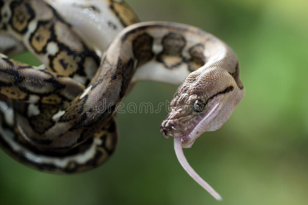 Pythonidae Snake Eating Mouse on Branch Stock Photo - Image of green ...
