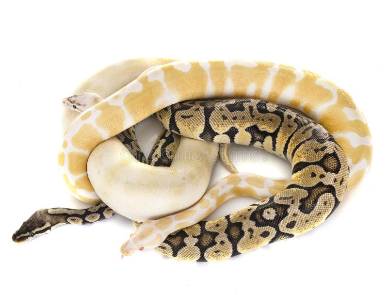 Pythons De Boule Dans Le Studio Image stock - Image du fond, blanc ...