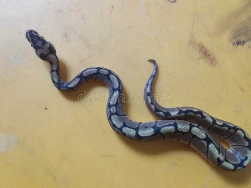 Pythons with Floral Patterns are a Docile Type of Snake Stock Image ...