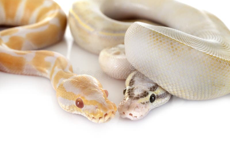 Pythons Royaux Dans Le Studio Photo stock - Image du reptile ...
